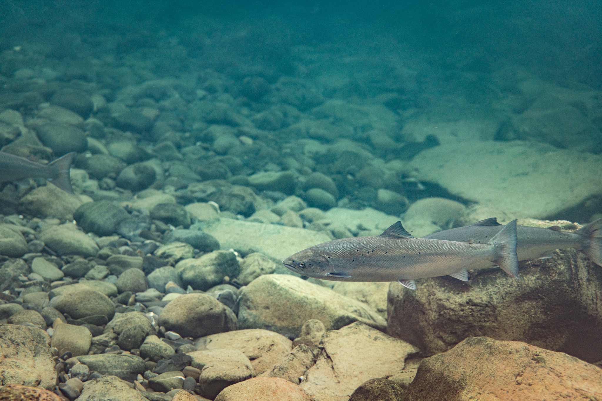 Saumon : Québec émet ses directives - Bleu FM - Chandler 96.3
